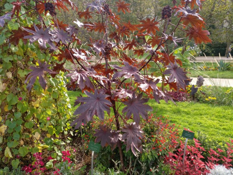 Higuerilla-Ricino-Higuera del Diablo-Ricinus Communis – Para Mi Jardín