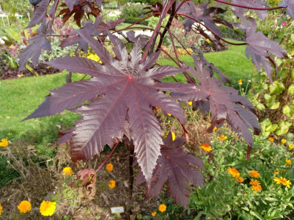 Higuerilla-Ricino-Higuera del Diablo-Ricinus Communis – Para Mi Jardín