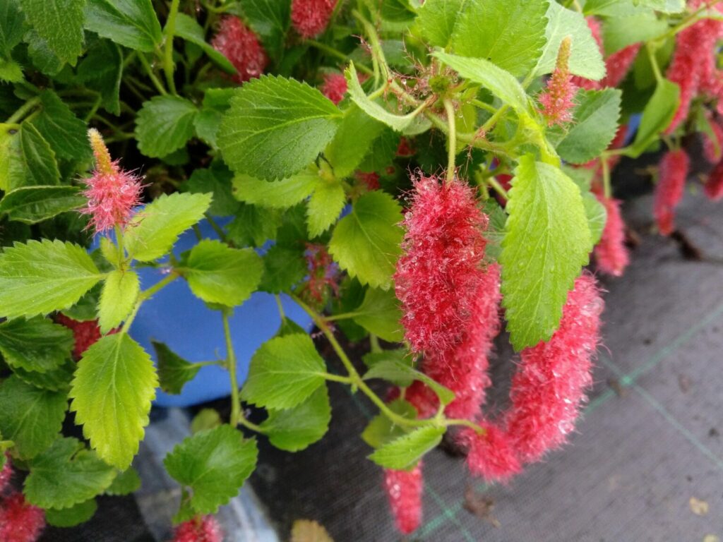 Acalifa Reptans-Acalypha Reptans – Para Mi Jardín