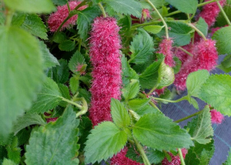 Acalifa Reptans-Acalypha Reptans – Para Mi Jardín