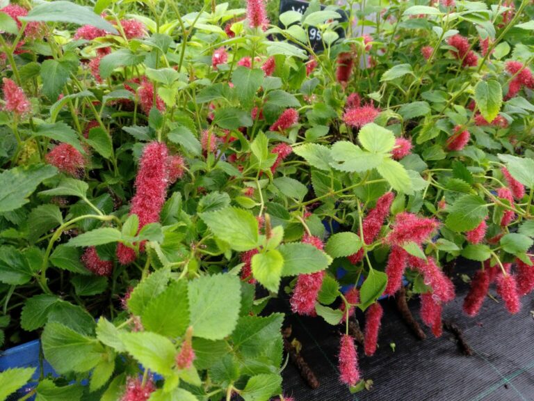 Acalifa Reptans-Acalypha Reptans – Para Mi Jardín