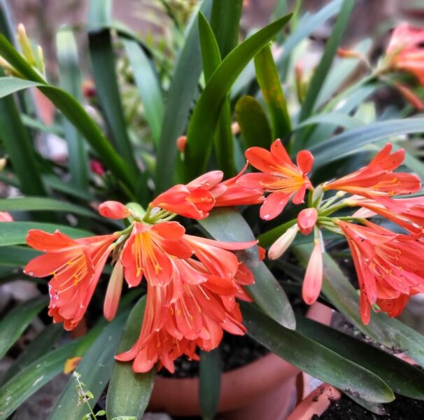 Clivia-Clivia Miniata – Para Mi Jardín