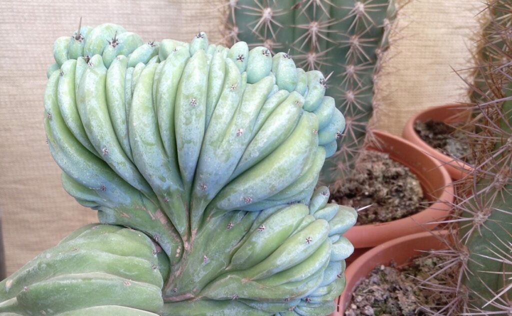 Garambullo-Myrtillocactus Geomatrizans Cristata – Para Mi Jardín