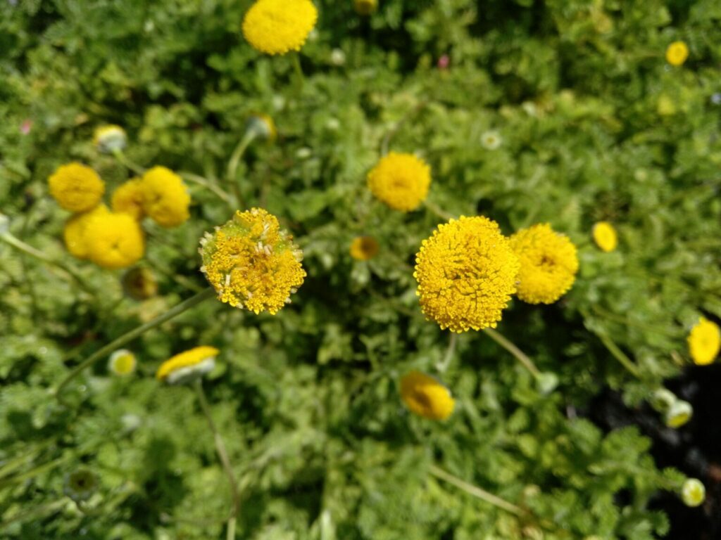 Cotula Lineariloba – Para Mi Jardín