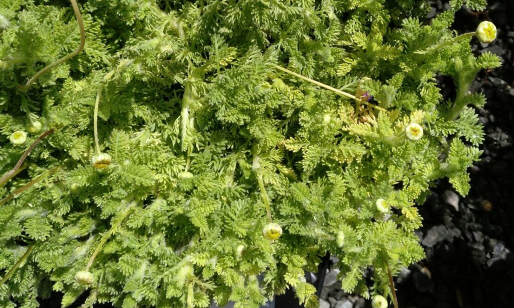 Cotula Lineariloba – Para Mi Jardín