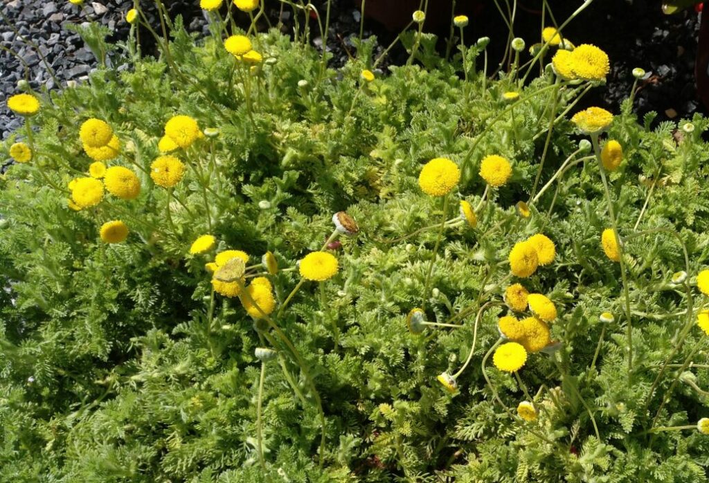 Cotula Lineariloba – Para Mi Jardín