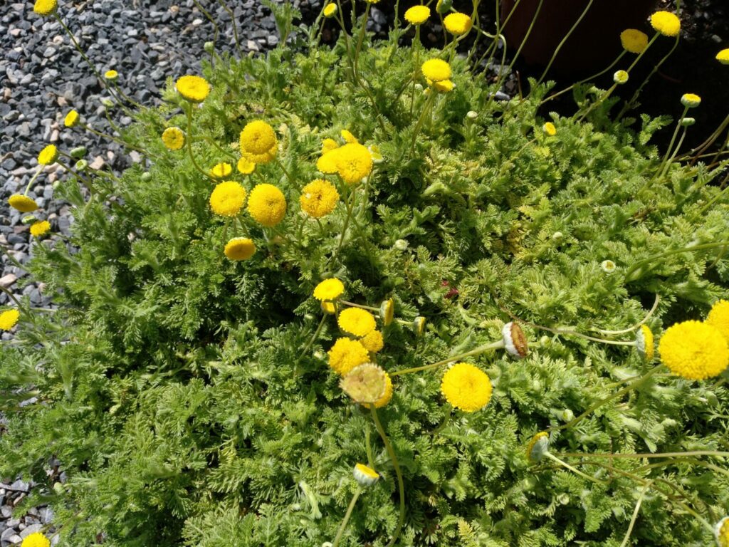 Cotula Lineariloba – Para Mi Jardín