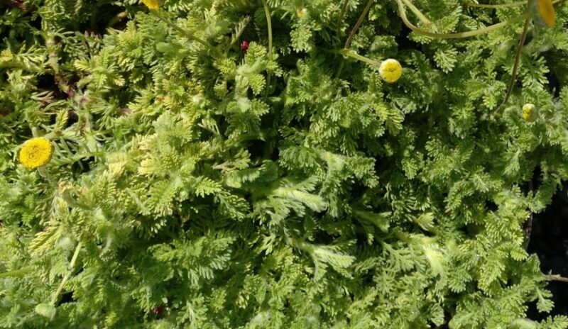 Cotula Lineariloba – Para Mi Jardín