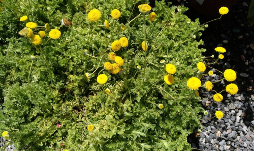 Cotula Lineariloba – Para Mi Jardín