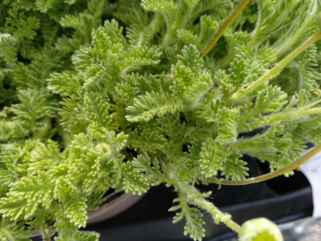 Cotula Lineariloba – Para Mi Jardín