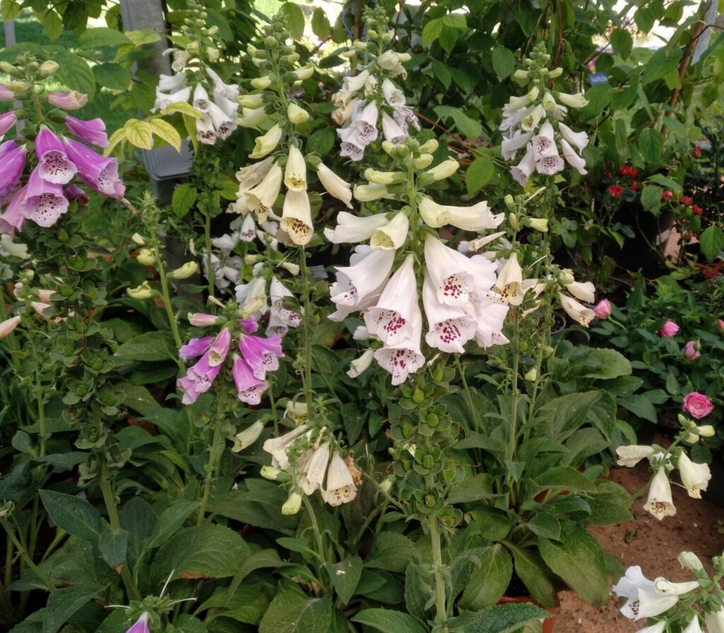 Dedalera-Digital-Digitalis Purpurea – Para Mi Jardín